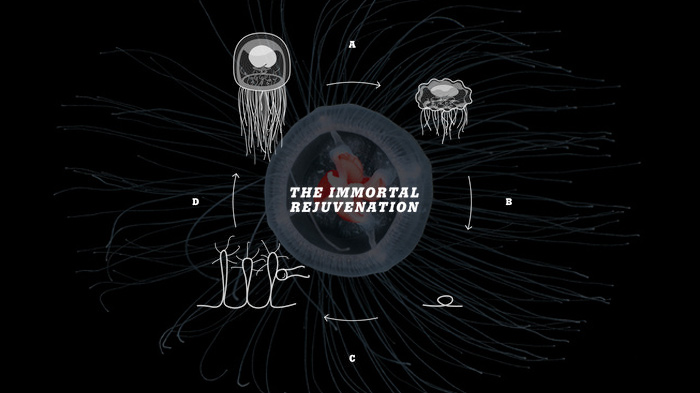 The Secret Of Immortality? - yewknee.com