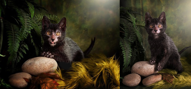Lykoi Cats - yewknee.com
